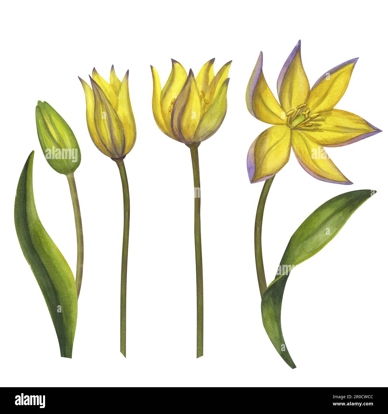 Yellow Bieberstein tulip. Lily. Early blooming. Spring flower. Hand ...