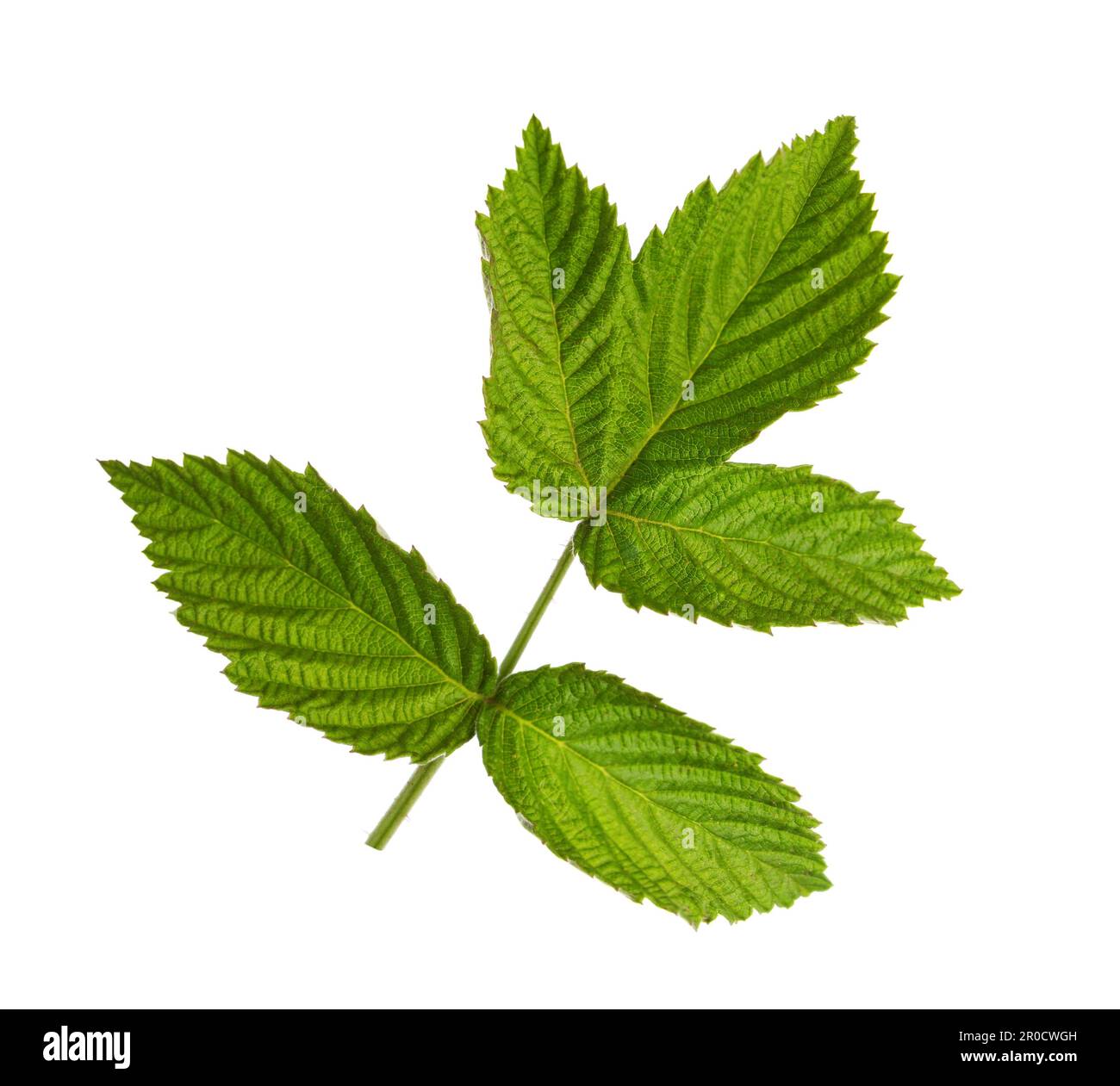 Fresh young green leaf of Raspberry isolated on white background ...