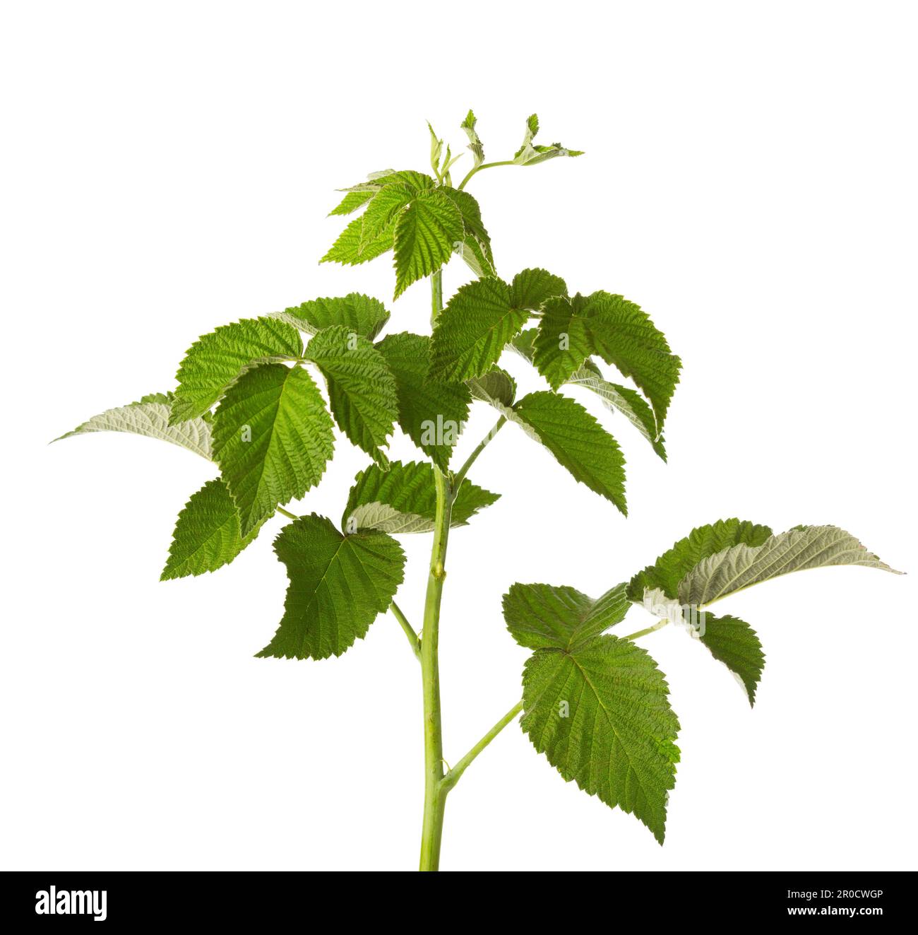 Branch of Raspberry with green leaves isolated on white background ...