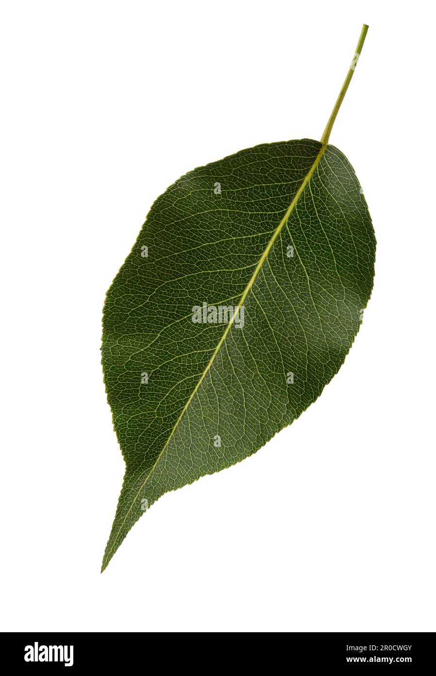 Fresh green Pear leaf isolated on white background Stock Photo - Alamy