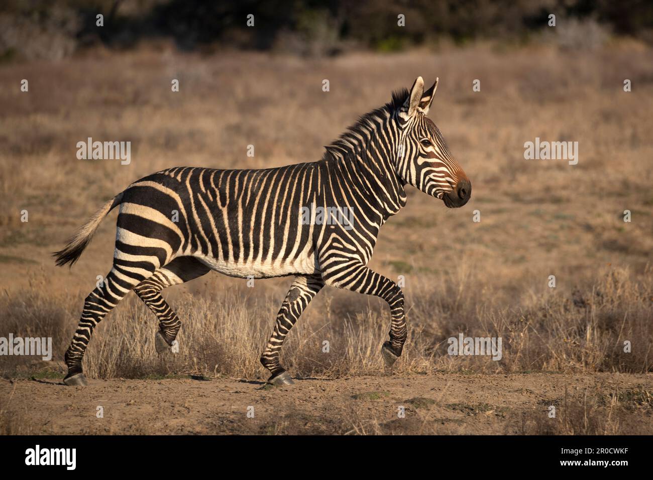 Cape mountain zebra (Equus zebra zebra), Mountain Zebra National Park ...