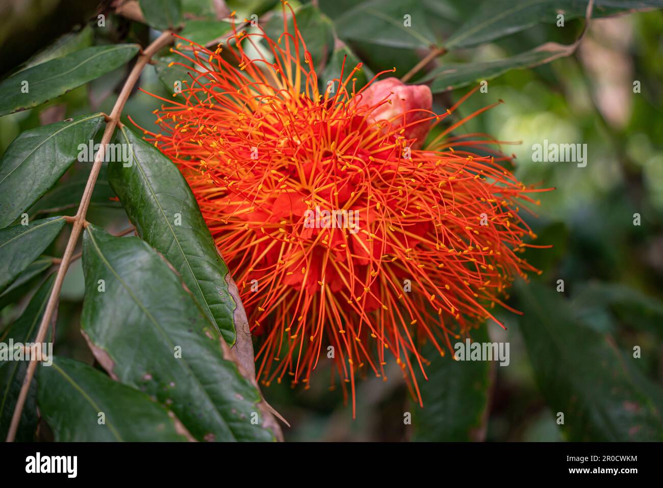 Fairchild Tropical Botanic Garden - Calliandra haematocephala ‘Nana’ or ...