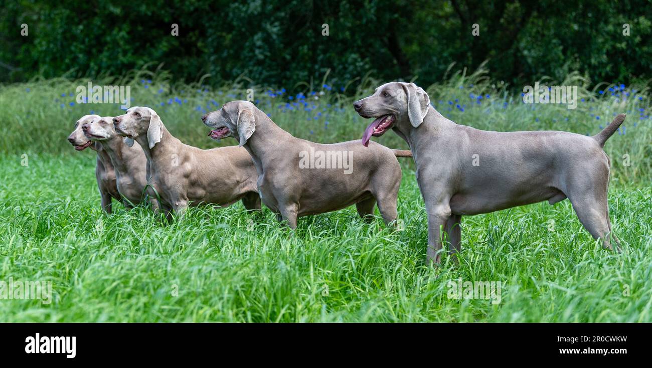 Weimaraner Hunting Deer
