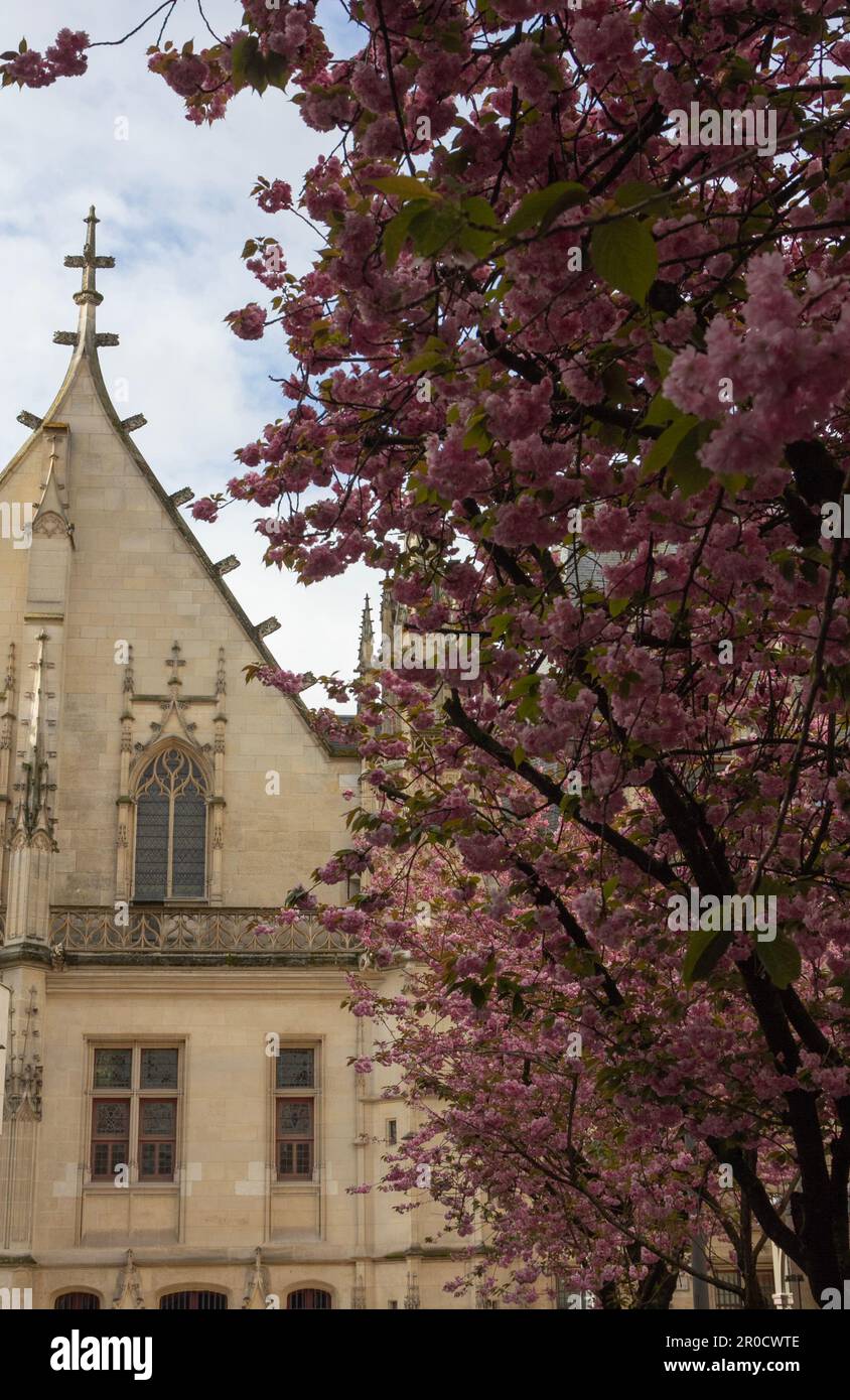 Rouen, France: pink cherry blossom and a segment of the gothic ...