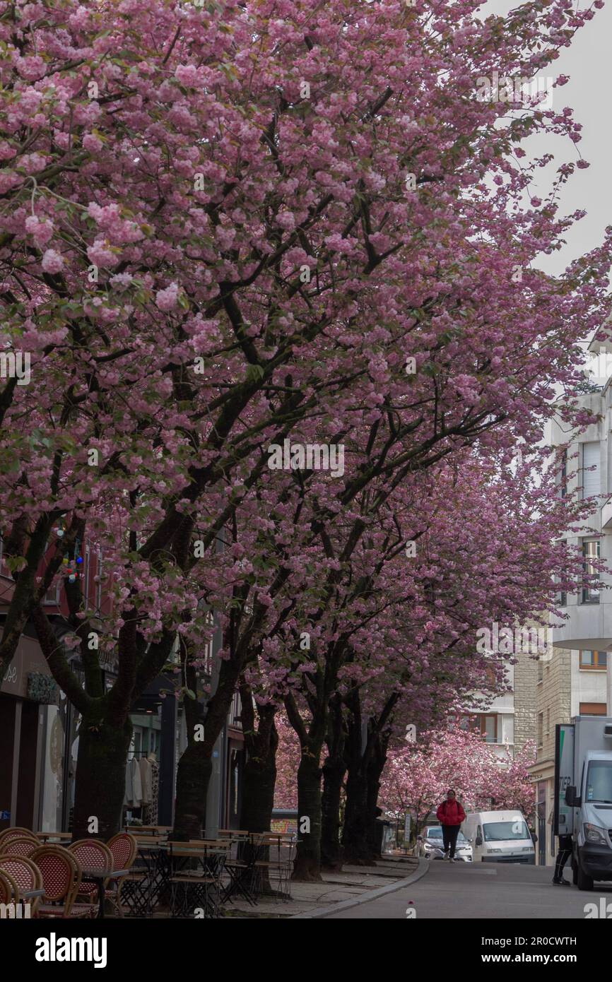 Rouen, France: a spectacular display of a row of trees laden wtih pink ...