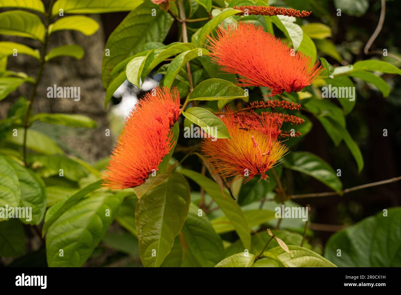 Fairchild Tropical Botanic Garden - Calliandra haematocephala ‘Nana’ or ...