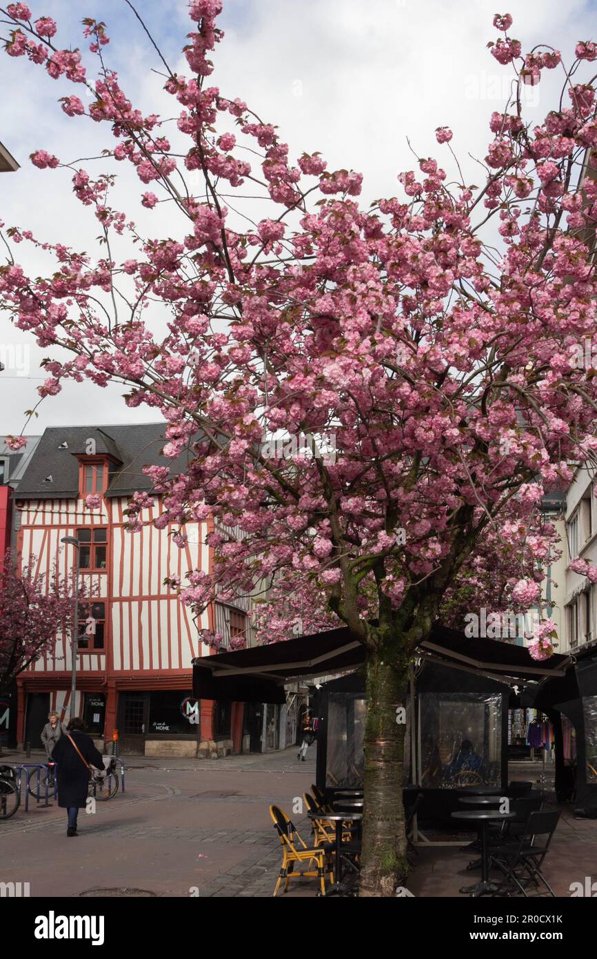 Rouen, France: cherry tree blossom and red-beamed medieval house in the ...