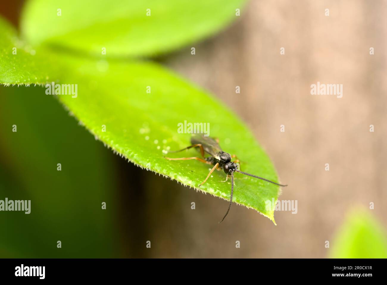 Wasp on a leaf (maybe Symphyta, Sawfly or Terebrantes), Insects, macro ...