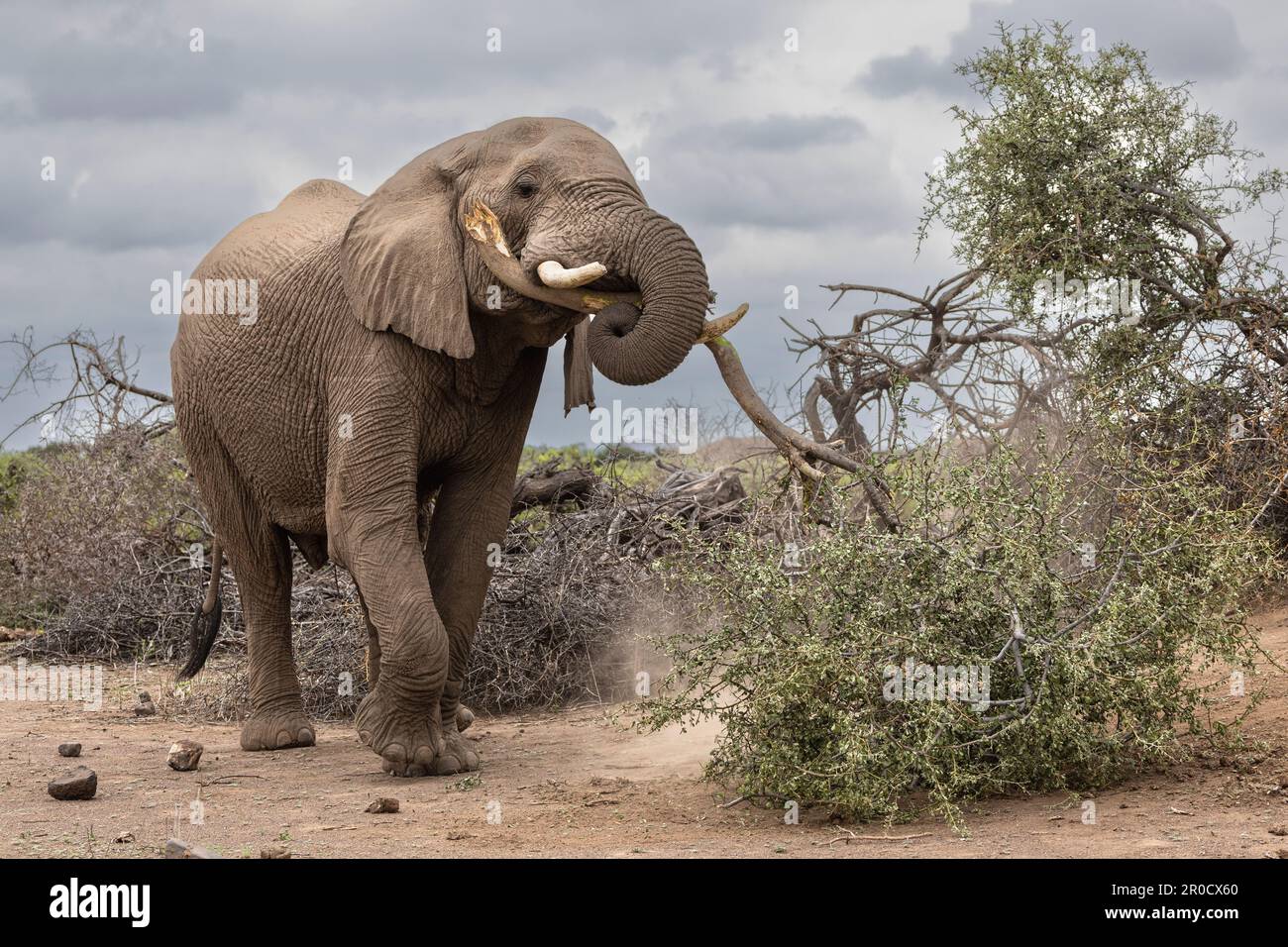 Tree damage africa elephant hi-res stock photography and images - Alamy