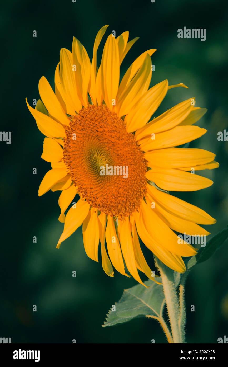 Sunflowers have their petals stacked in layers. The pointed end of the ...