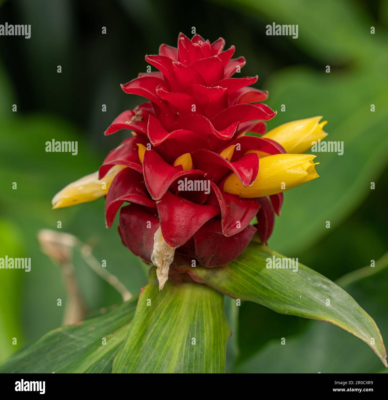 Fairchild Tropical Botanic Garden, Miami, Florida - Costus barbatus ...