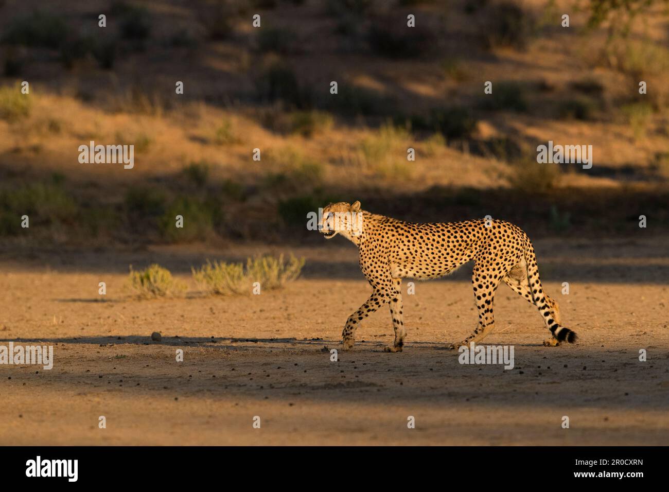 Cheetah (Acinonyx jubatus), Kgalagadi transfrontier park, Northern Cape ...