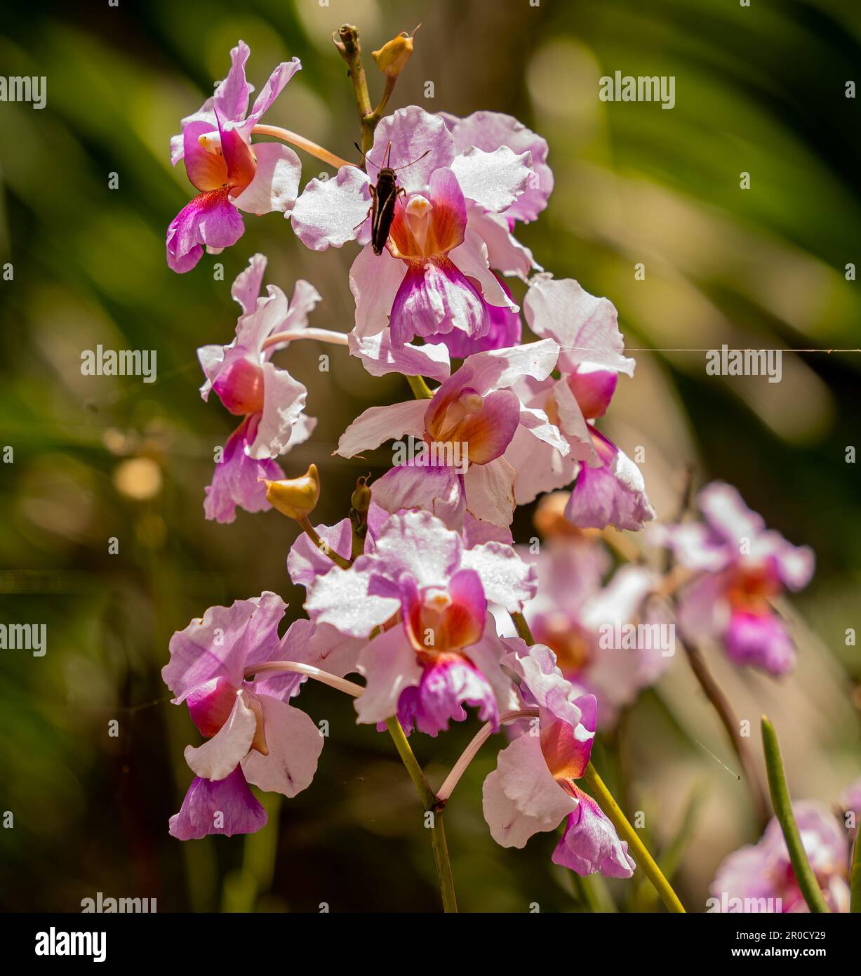 Fairchild Tropical Botanic garden in Miami, Florida - best collection ...
