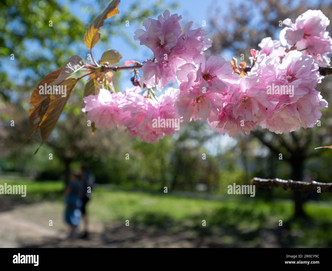 Asahi tree hi-res stock photography and images - Alamy