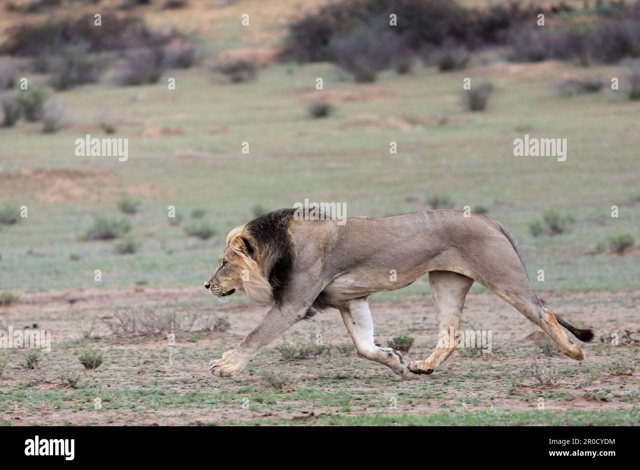 Lion (Panthera leo) running, Kgalagadi transfrontier park, Northern ...