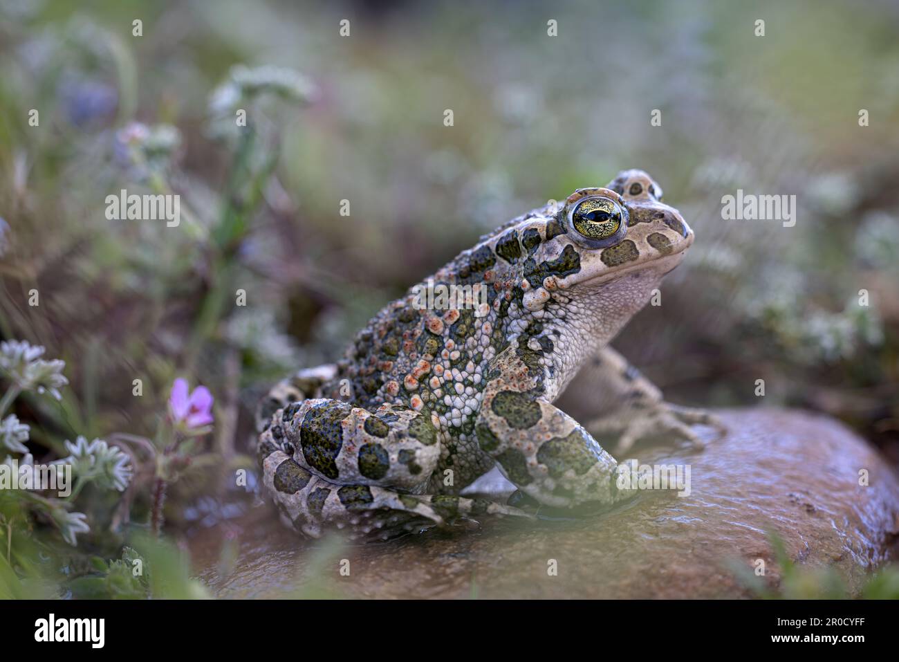 European Green Toad Stock Photo - Alamy