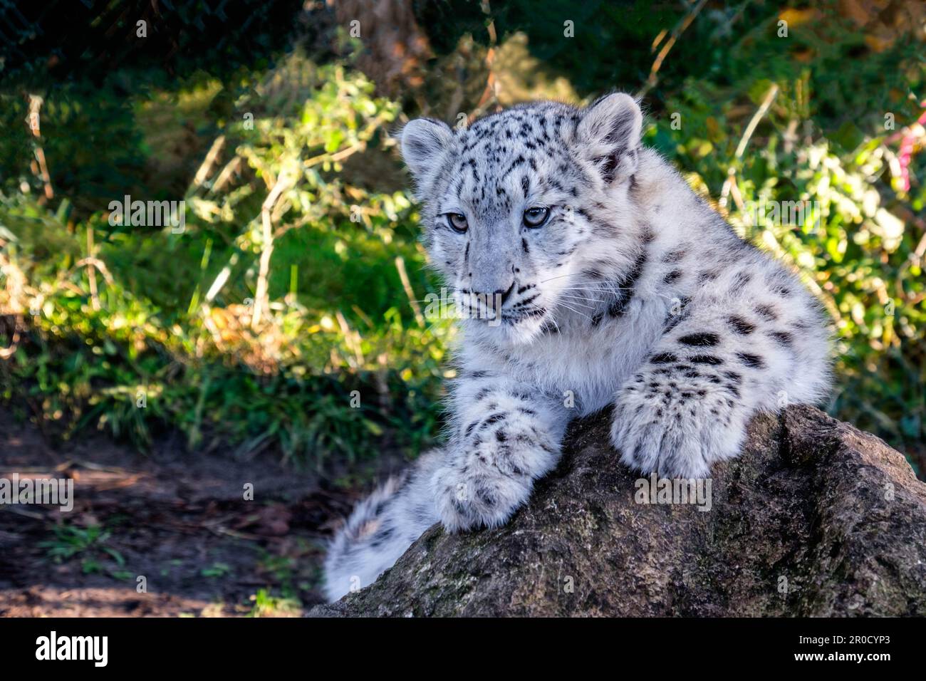 Leopard lounge hi-res stock photography and images - Alamy