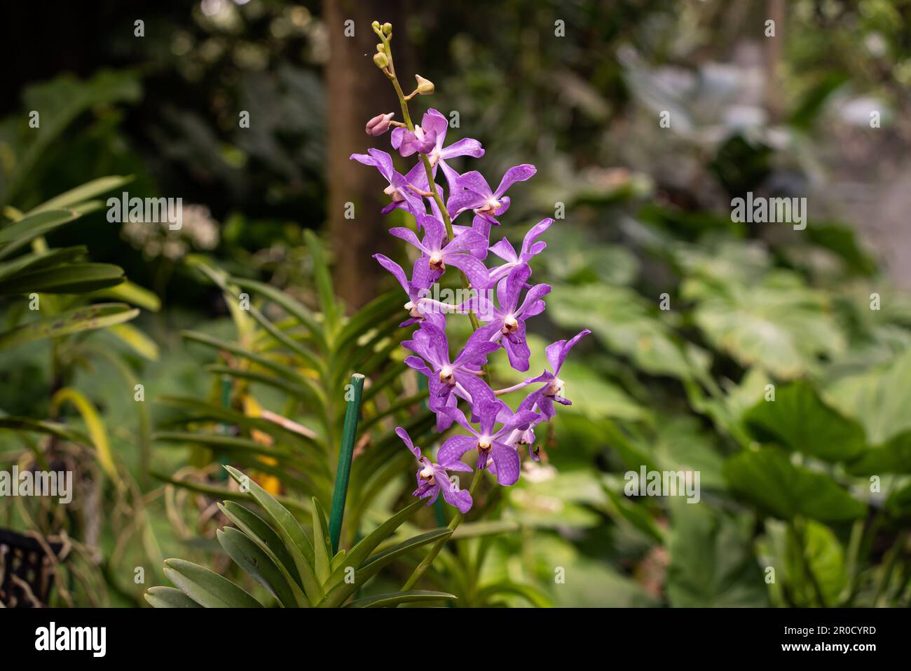 Fairchild Tropical Botanic garden in Miami, Florida - best collection ...