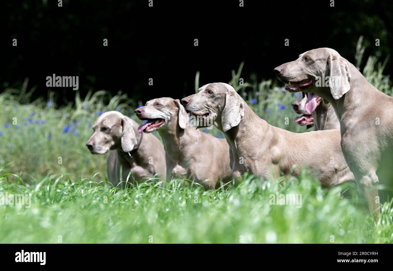 Weimaraners, orginally hunting dogs from Germany, out in countryside ...