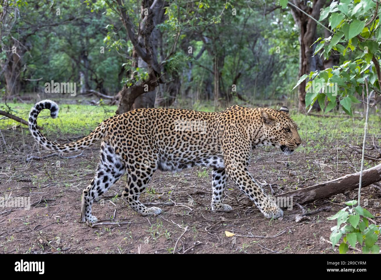 Leopard (Panthera pardus), Mashatu game reserve, Botswana Stock Photo ...