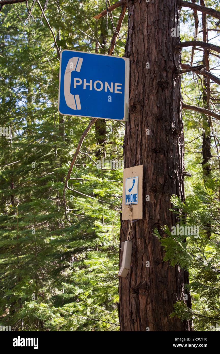 An official looking telephone sign mounted to a tree with whimsical ...