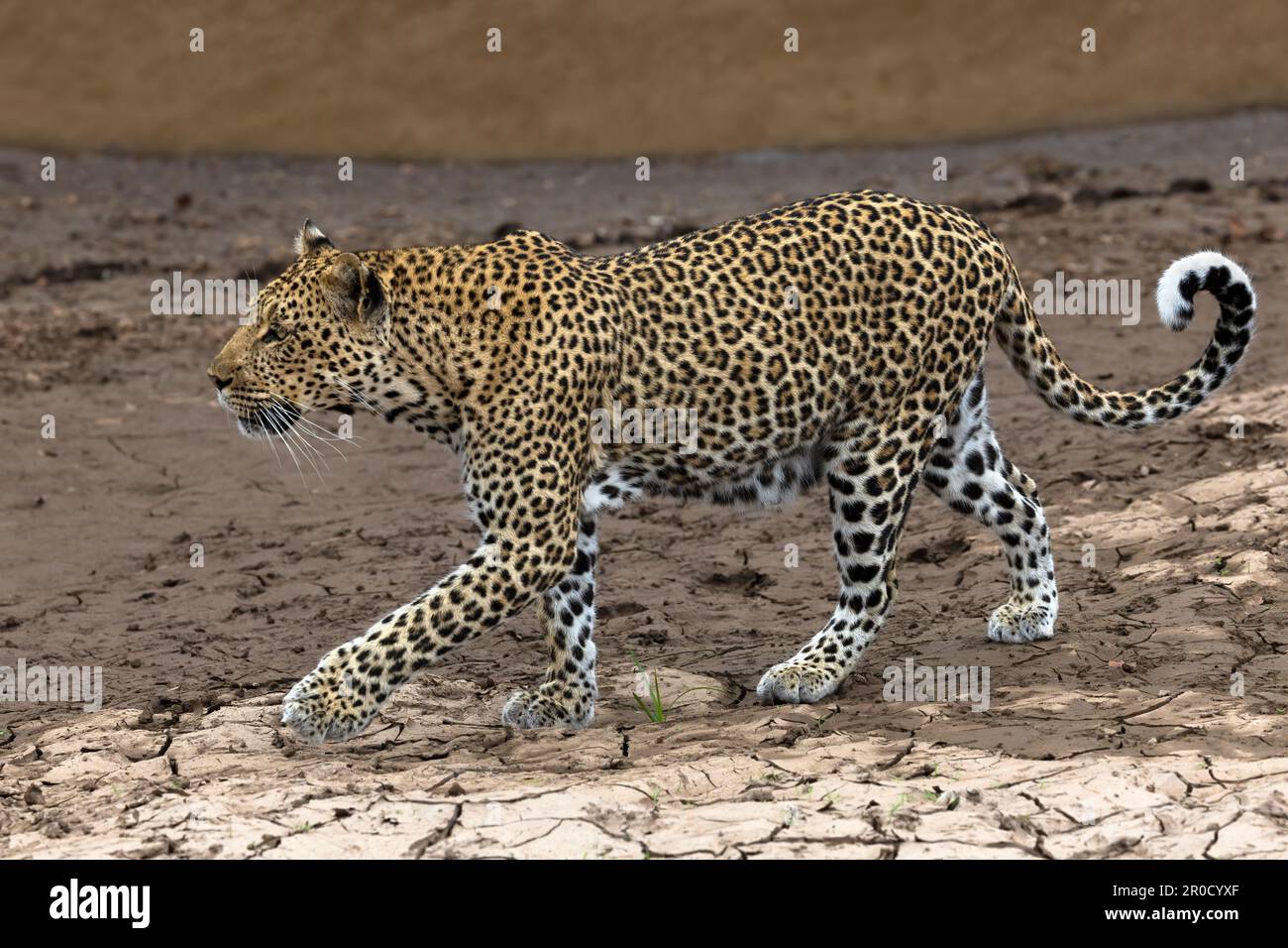 Leopard (Panthera pardus), Mashatu game reserve, Botswana Stock Photo ...