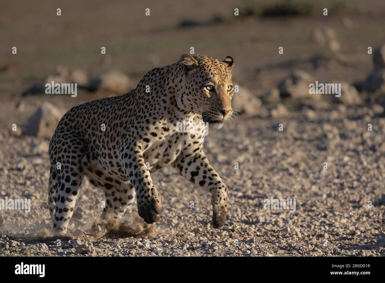 Leopard (Panthera pardus) charging, Kgalagadi transfrontier park ...