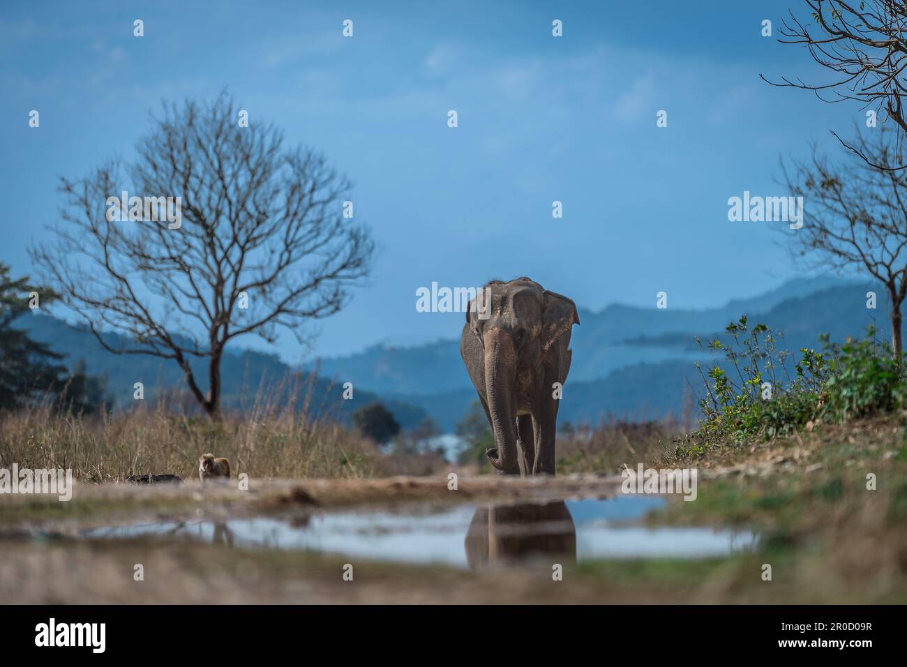 This image of Elephant is taken at Corbett National Park in India Stock ...