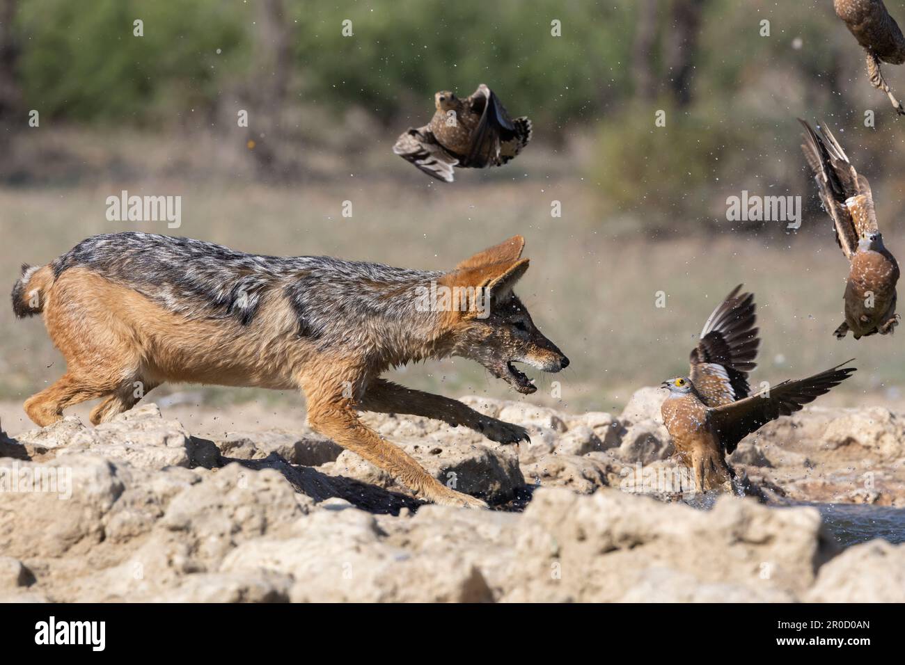 Black-backed jackal (Lupulella mesomelas) hunting Burchell's sandgrouse ...