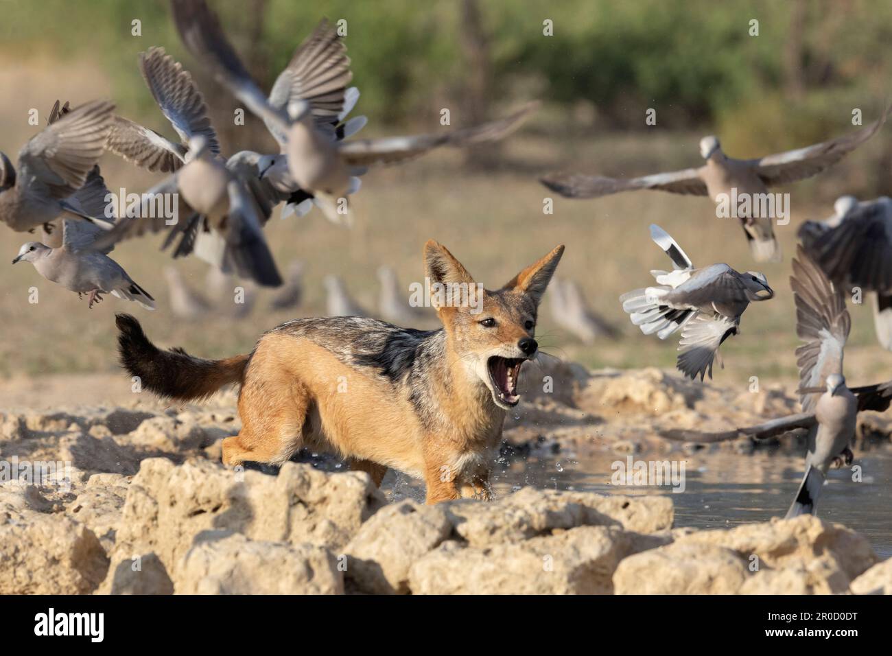 Black-backed jackal (Lupulella mesomelas) hunting Cape turtle doves ...