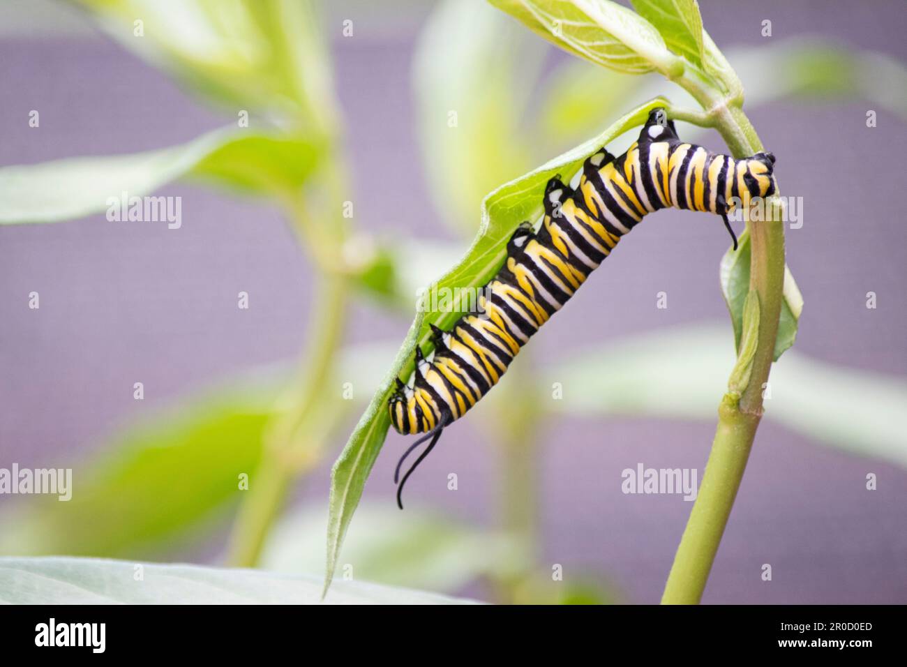 Monarch butterfly caterpillar on a milkweed leaf. Raising endangered ...