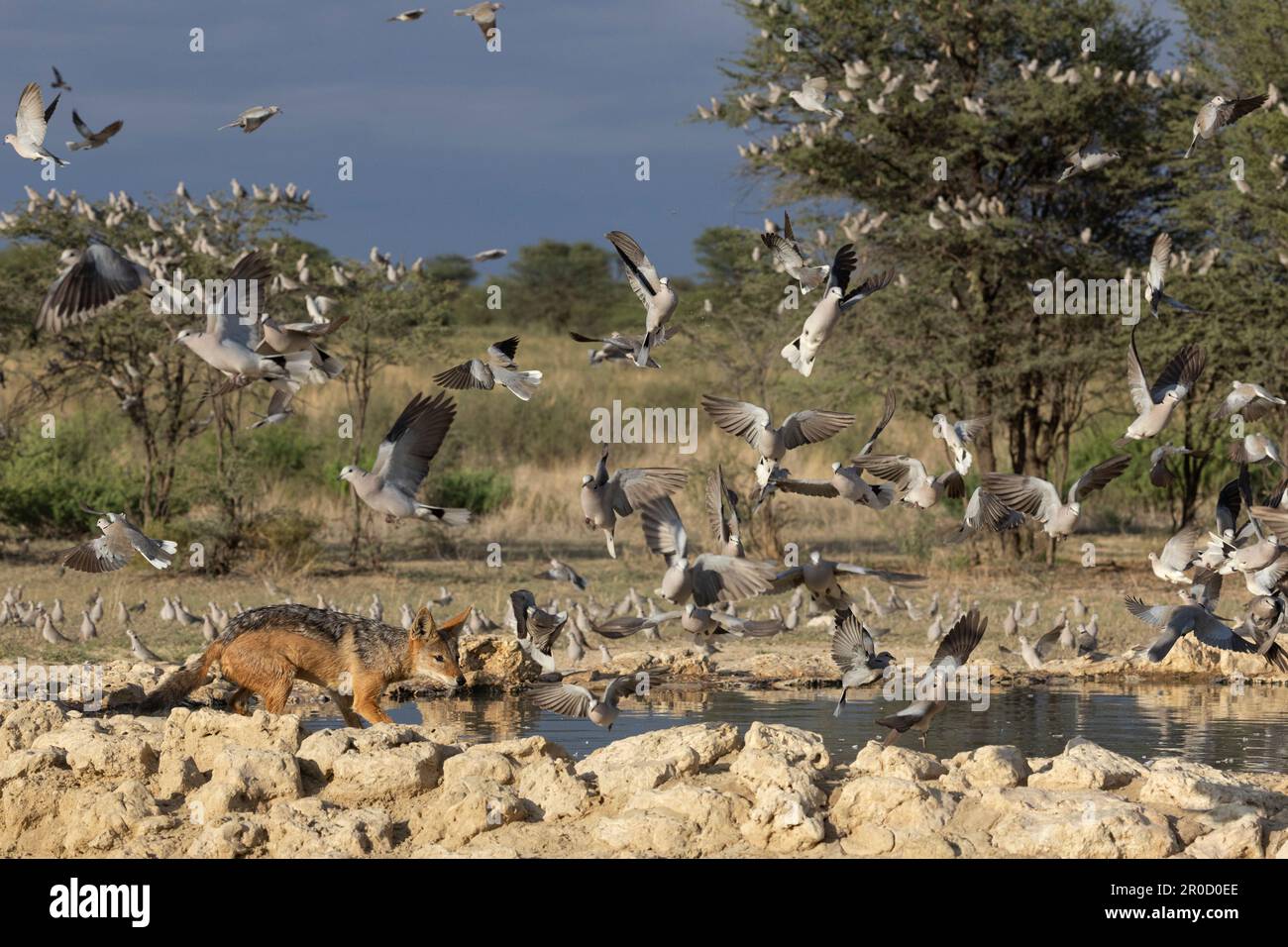 Black-backed jackal (Lupulella mesomelas) hunting Cape turtle doves ...