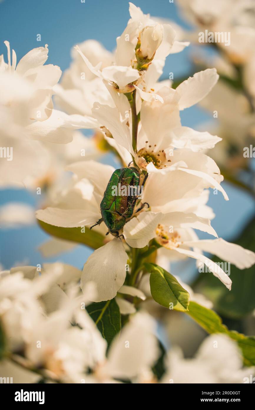 Azure hued hi-res stock photography and images - Alamy