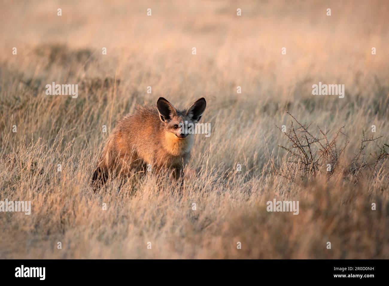 Bateared hi-res stock photography and images - Alamy