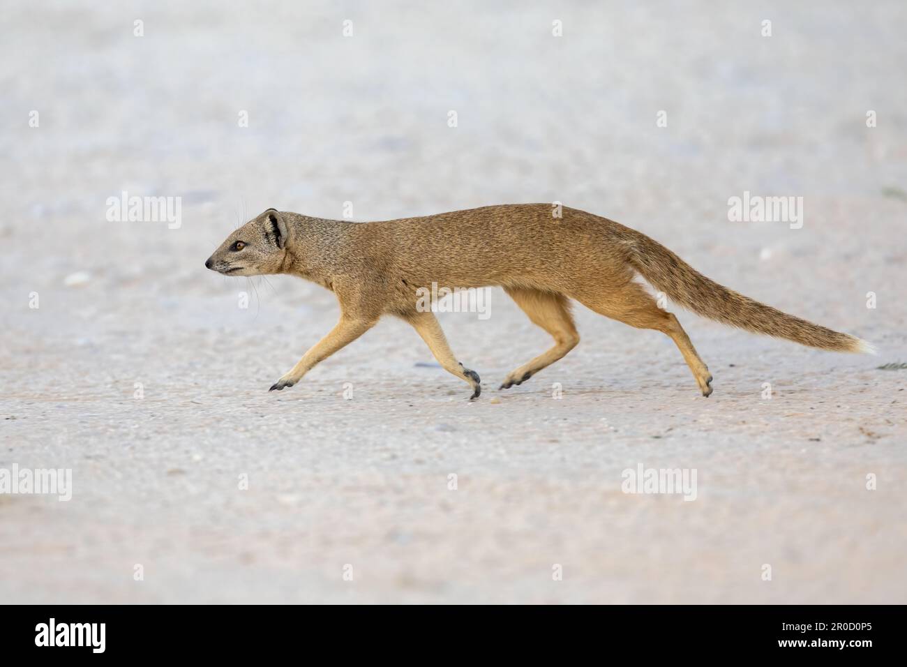 Yellow mongoose (Cynictis penicillata), Kgalagadi transfrontier park ...