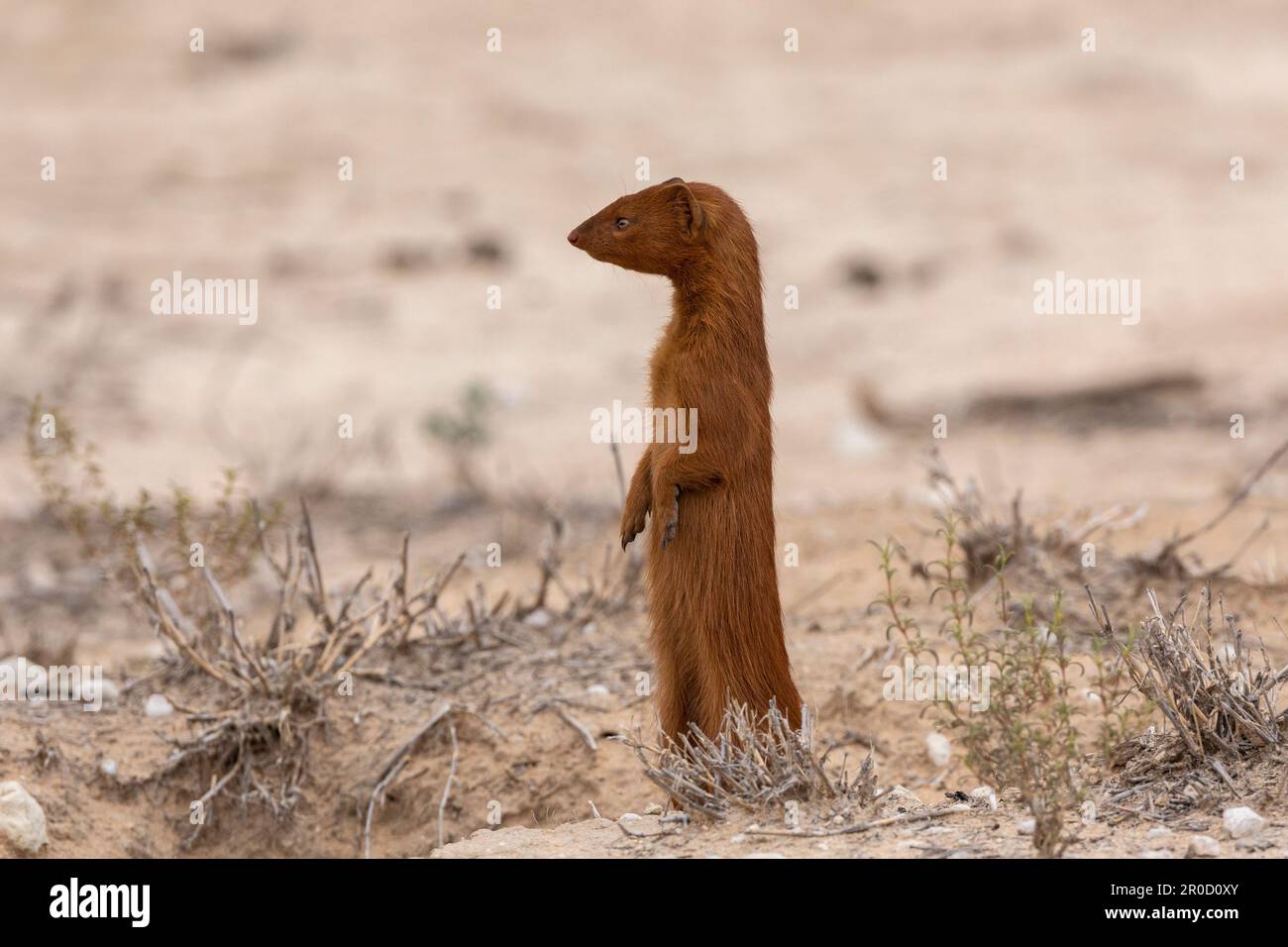 Slender mongoose (Herpestes sanguineus), Kgalagadi transfrontier park ...