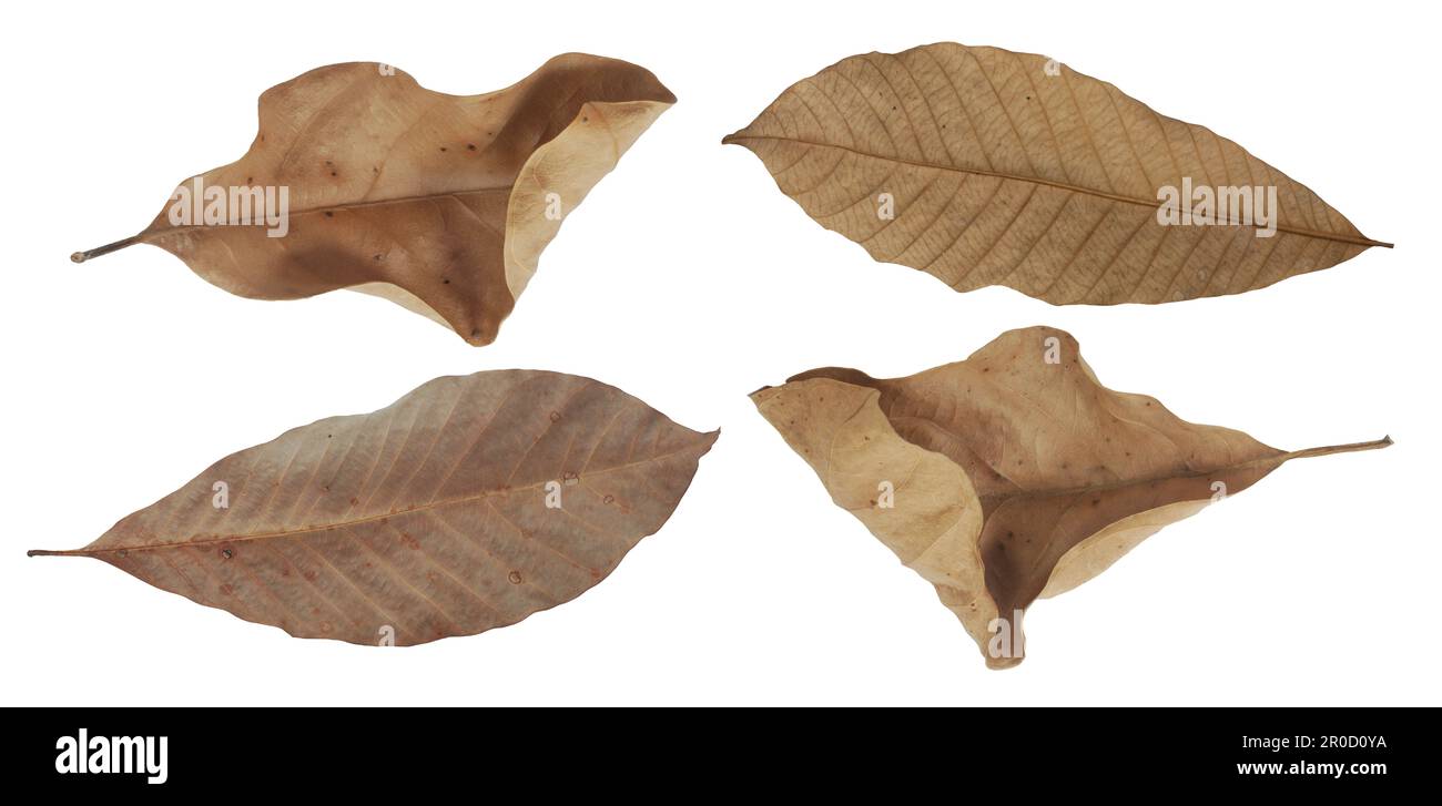 dry leaf or dead leaf isolated on white background Stock Photo - Alamy