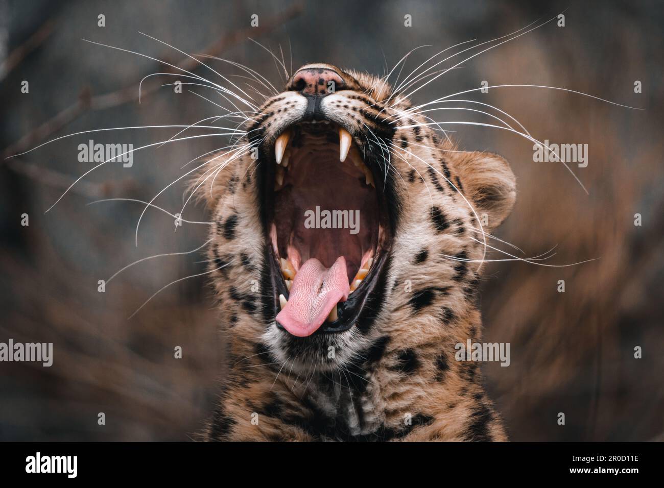 A close-up of a leopard with its jaws agape, revealing its sharp teeth ...