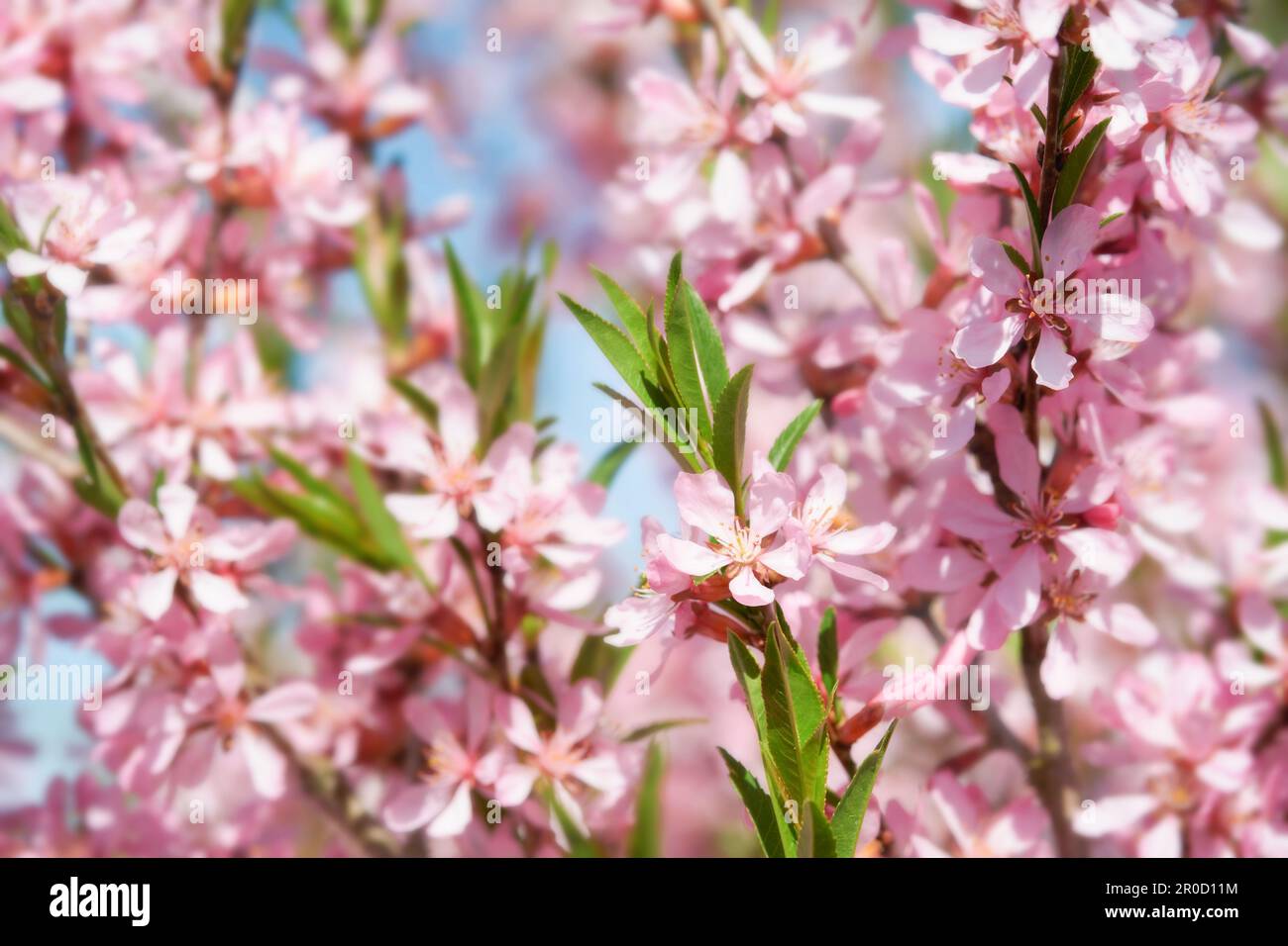 Blooming pink sakura blossom. Spring background of macro almond blossom ...