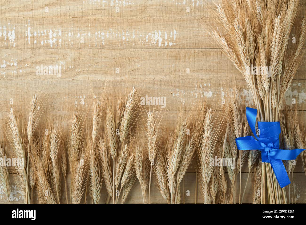 Shavuot jewish holiday celebration. Bouquet of golden ripe wheat with ...