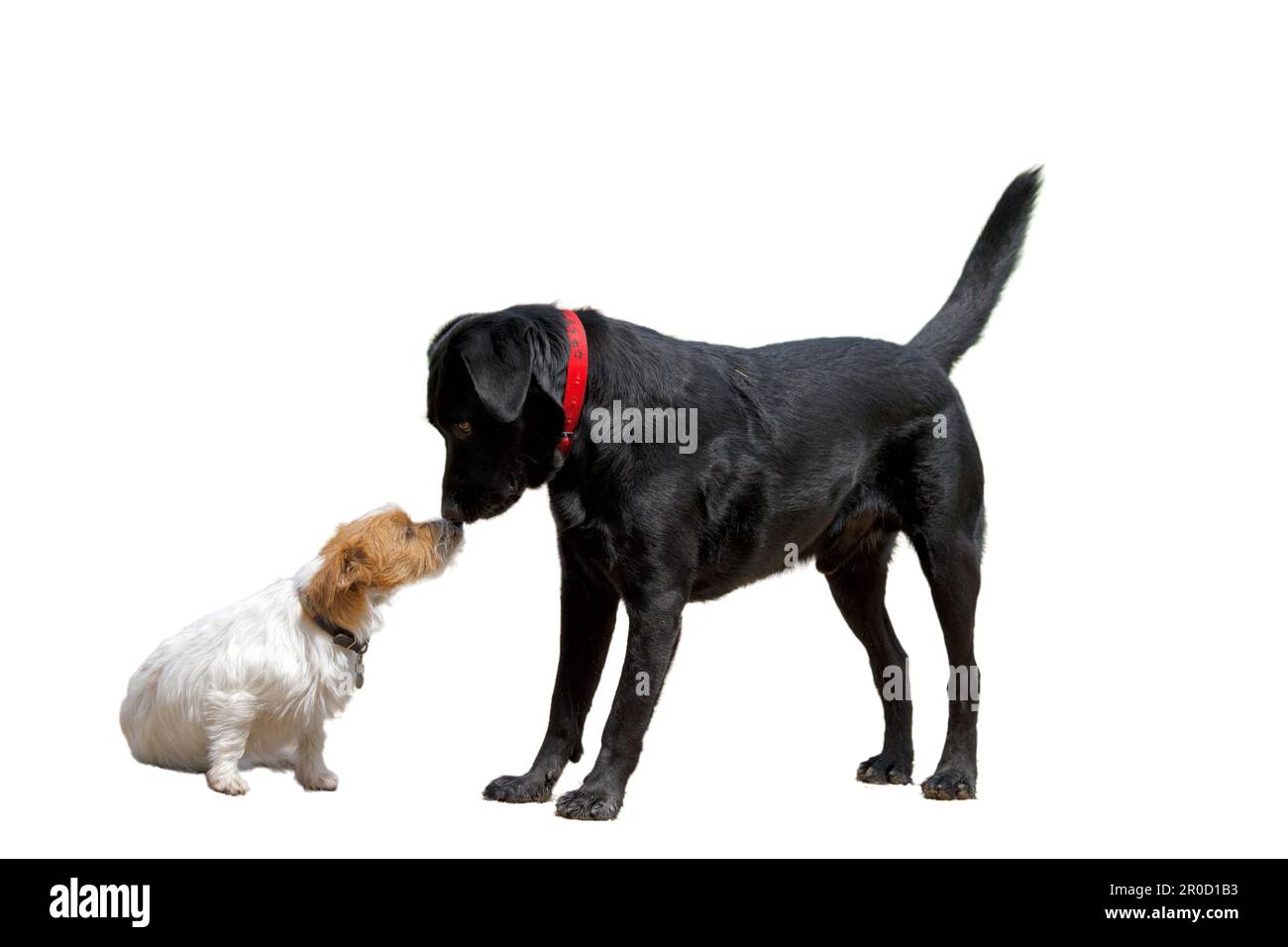 Two dogs on a white background, concept of cohabitation and friendship ...