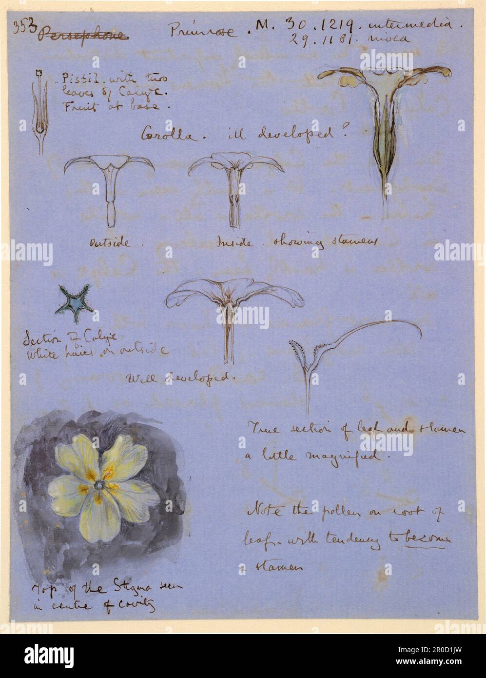 Eight Studies of a Primrose/Botanical Notes and Diagrams. John Ruskin ...