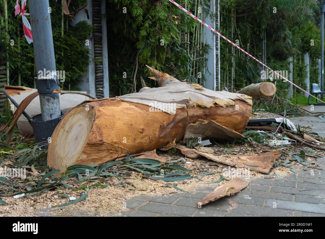 Fallen tree on the sidewalk on the fence after the hurricane. Aftermath ...