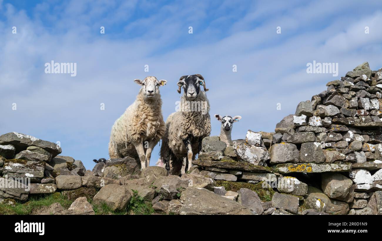 Sheep peering over a tumbled down drystone wall. North Yorkshire, UK ...