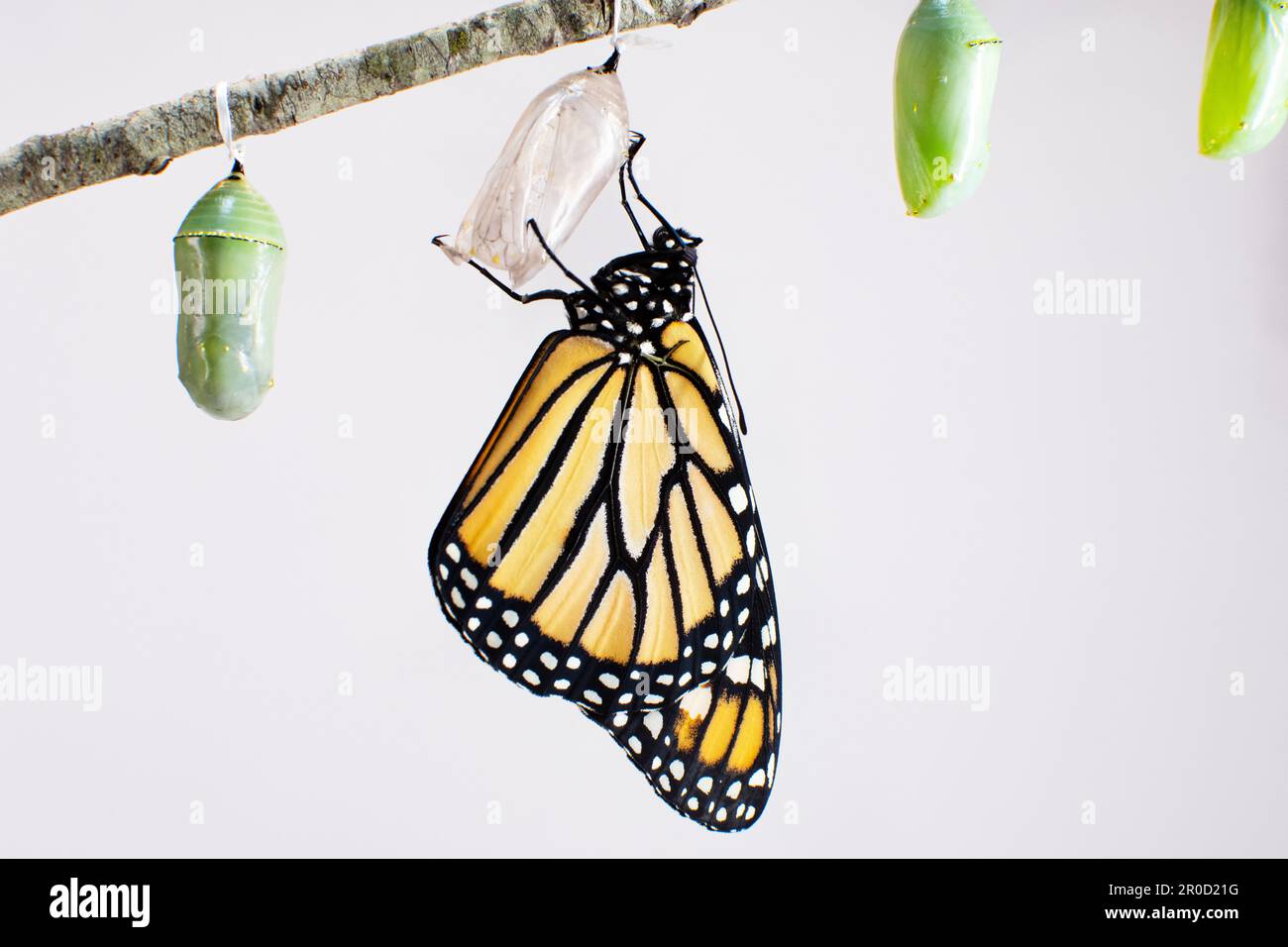 Monarch Butterfly Cocoon Video at Jamison Brown blog
