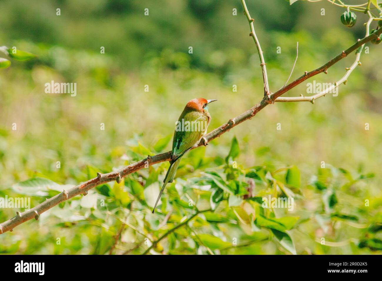 Chestnut-headed Bee-eater orange-headed with red eyes. It has reddish ...
