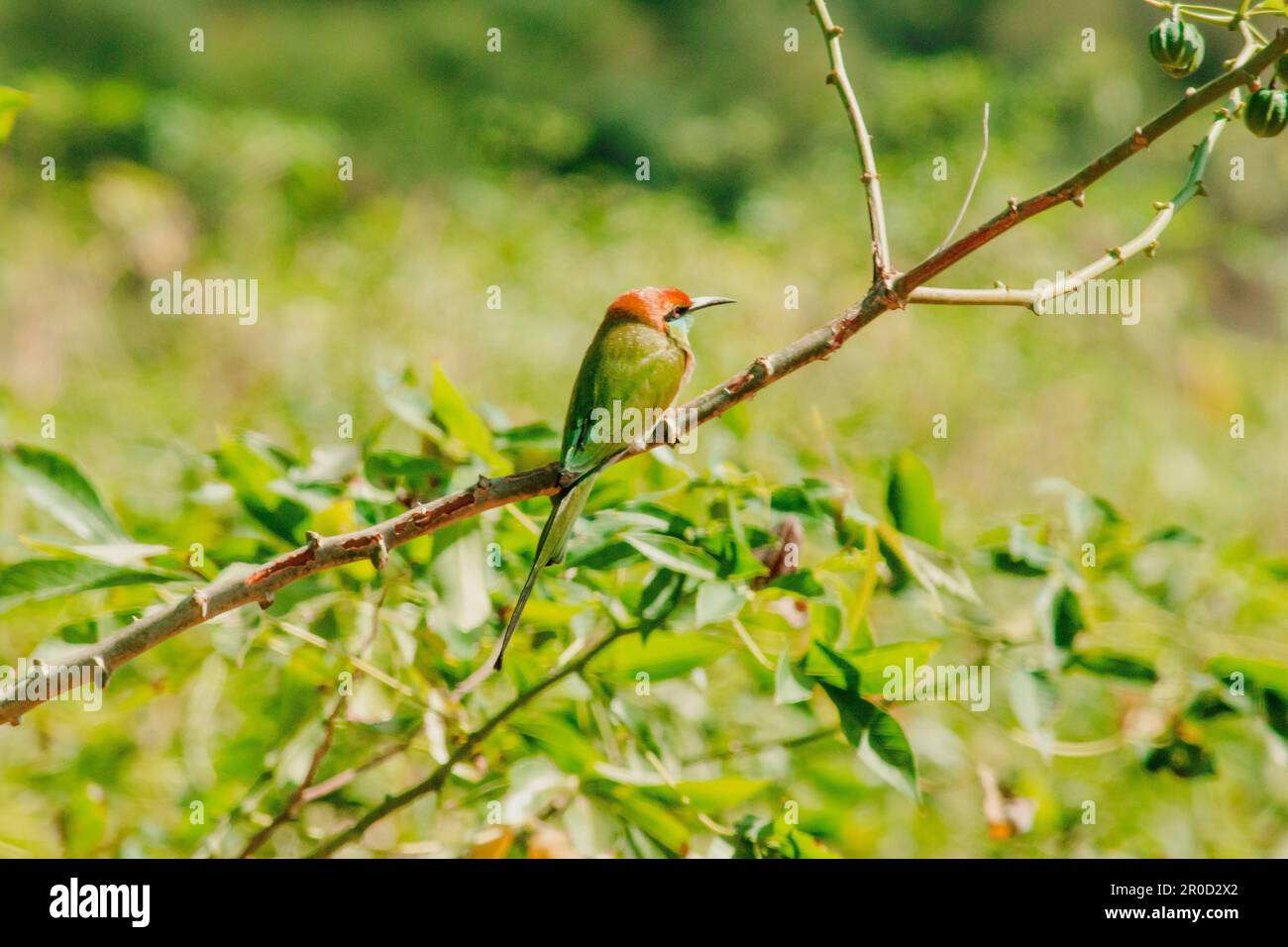 Chestnut-headed Bee-eater orange-headed with red eyes. It has reddish ...