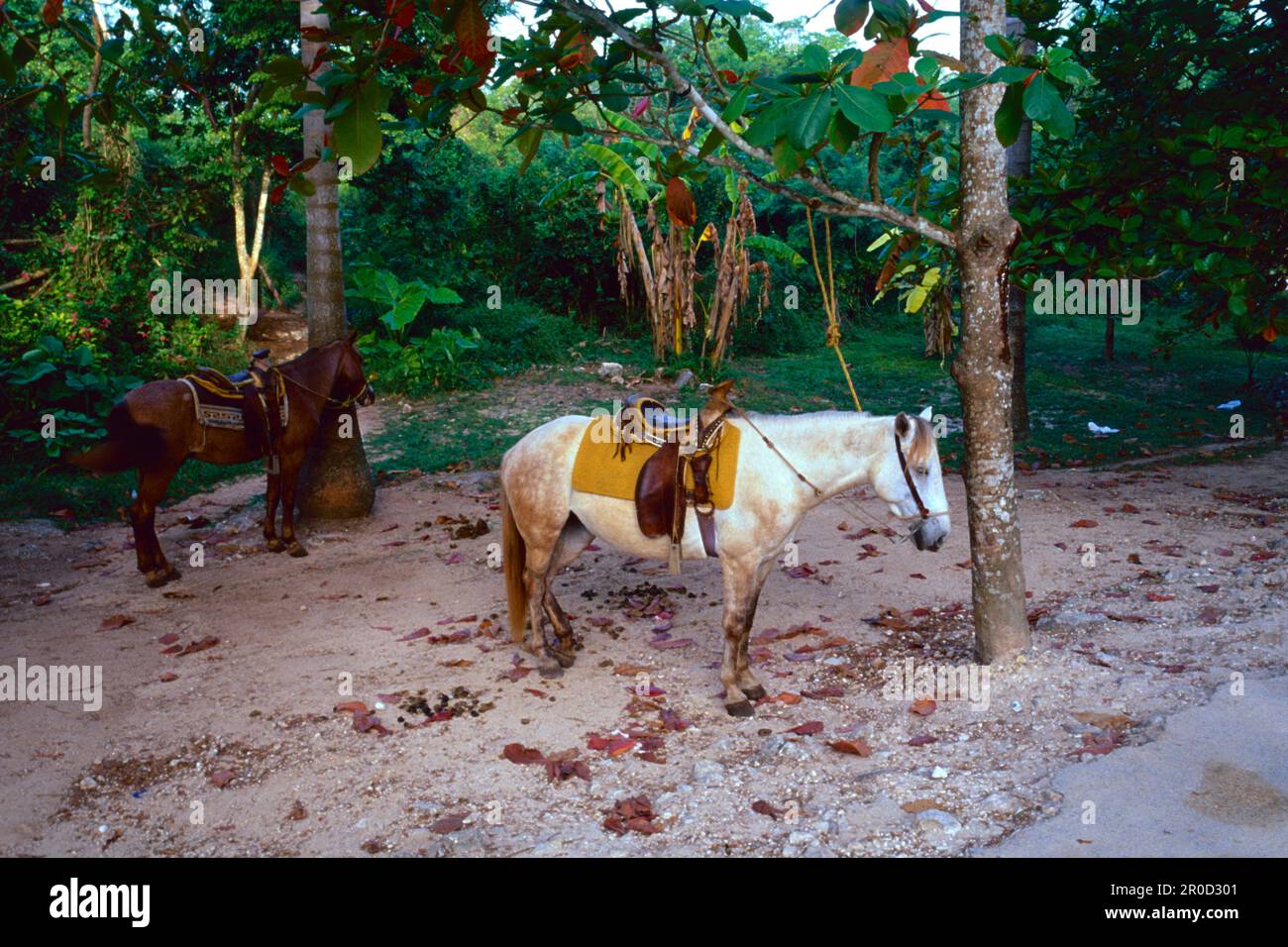 Tethered horses hi-res stock photography and images - Alamy