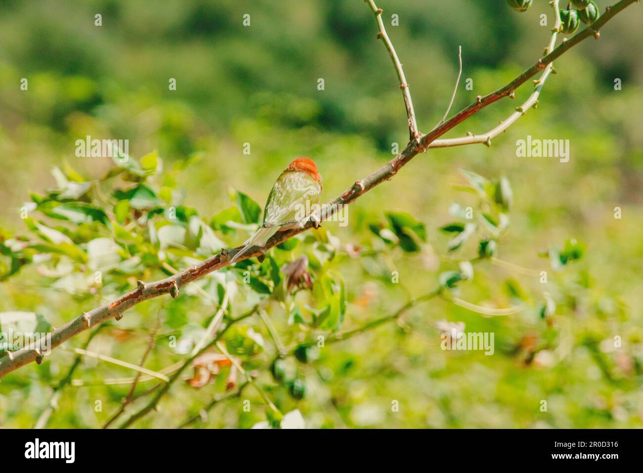 Chestnut-headed Bee-eater orange-headed with red eyes. It has reddish ...