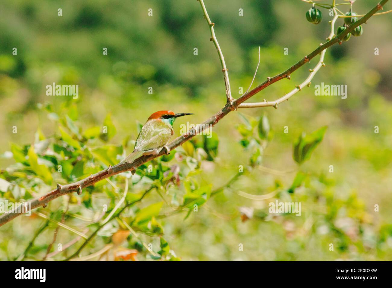 Chestnut-headed Bee-eater orange-headed with red eyes. It has reddish ...